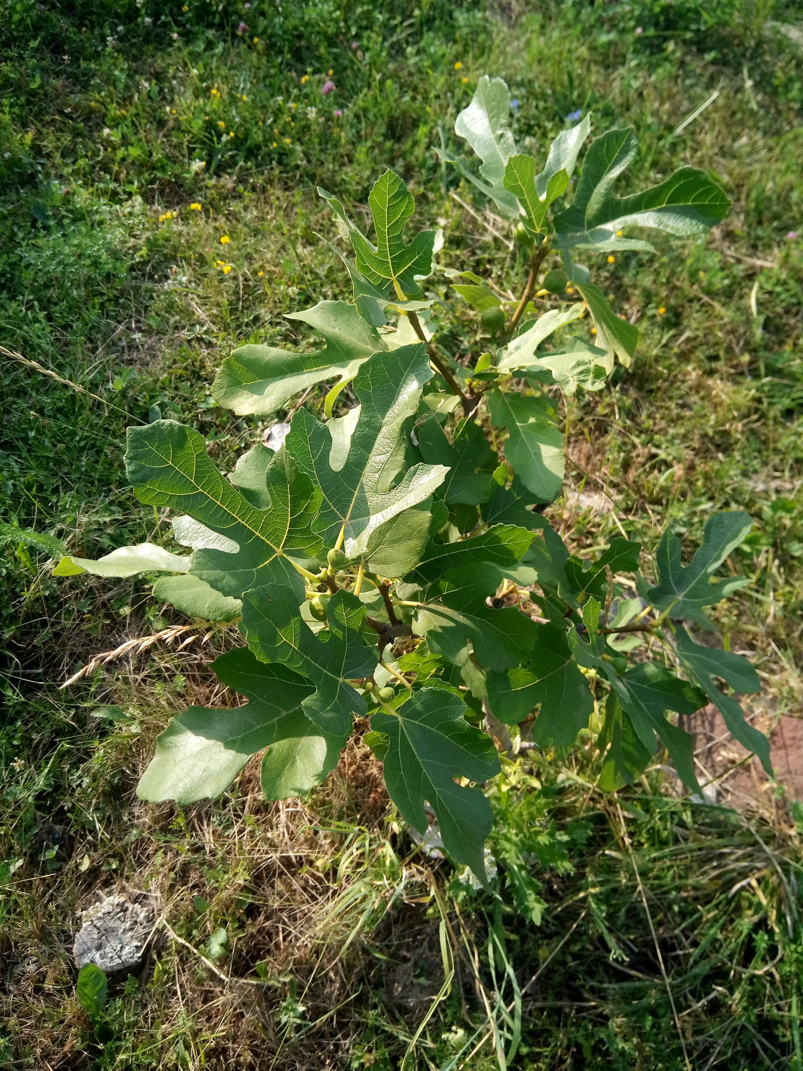 Ficus carica in Genus Ficus